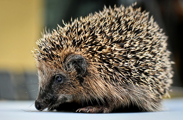 Igel Sporn Jung - Kostenloses Foto auf Pixabay