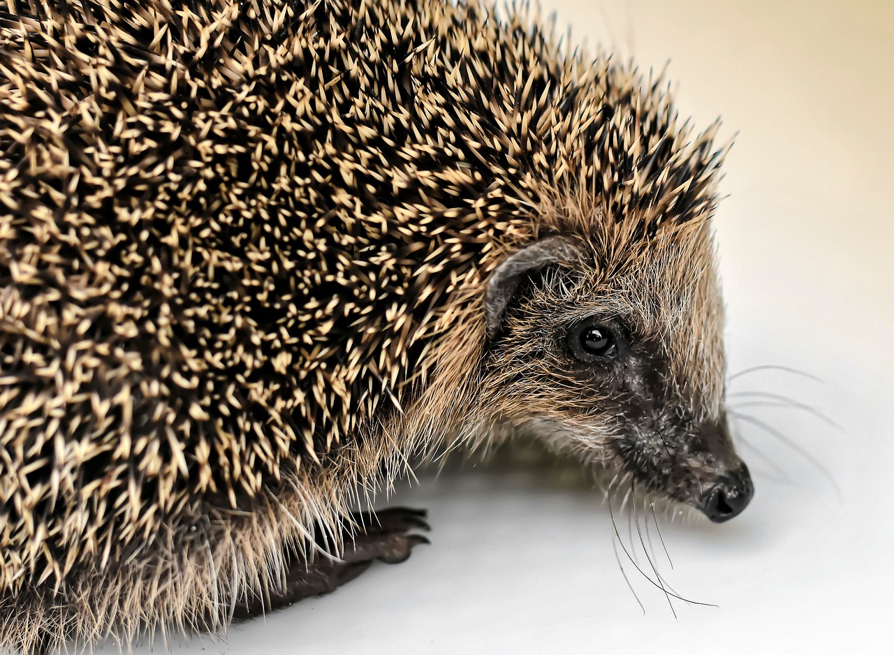 20,000+ Free Baby Hedgehogs & Baby Images - Pixabay