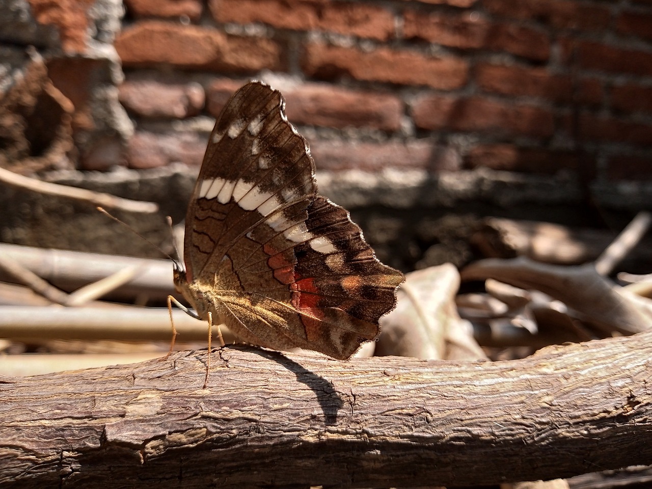 Papillon Insecte La - Photo gratuite sur Pixabay - Pixabay
