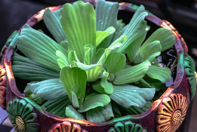 Pote De Flor Planta Floral - Foto gratis en Pixabay - Pixabay
