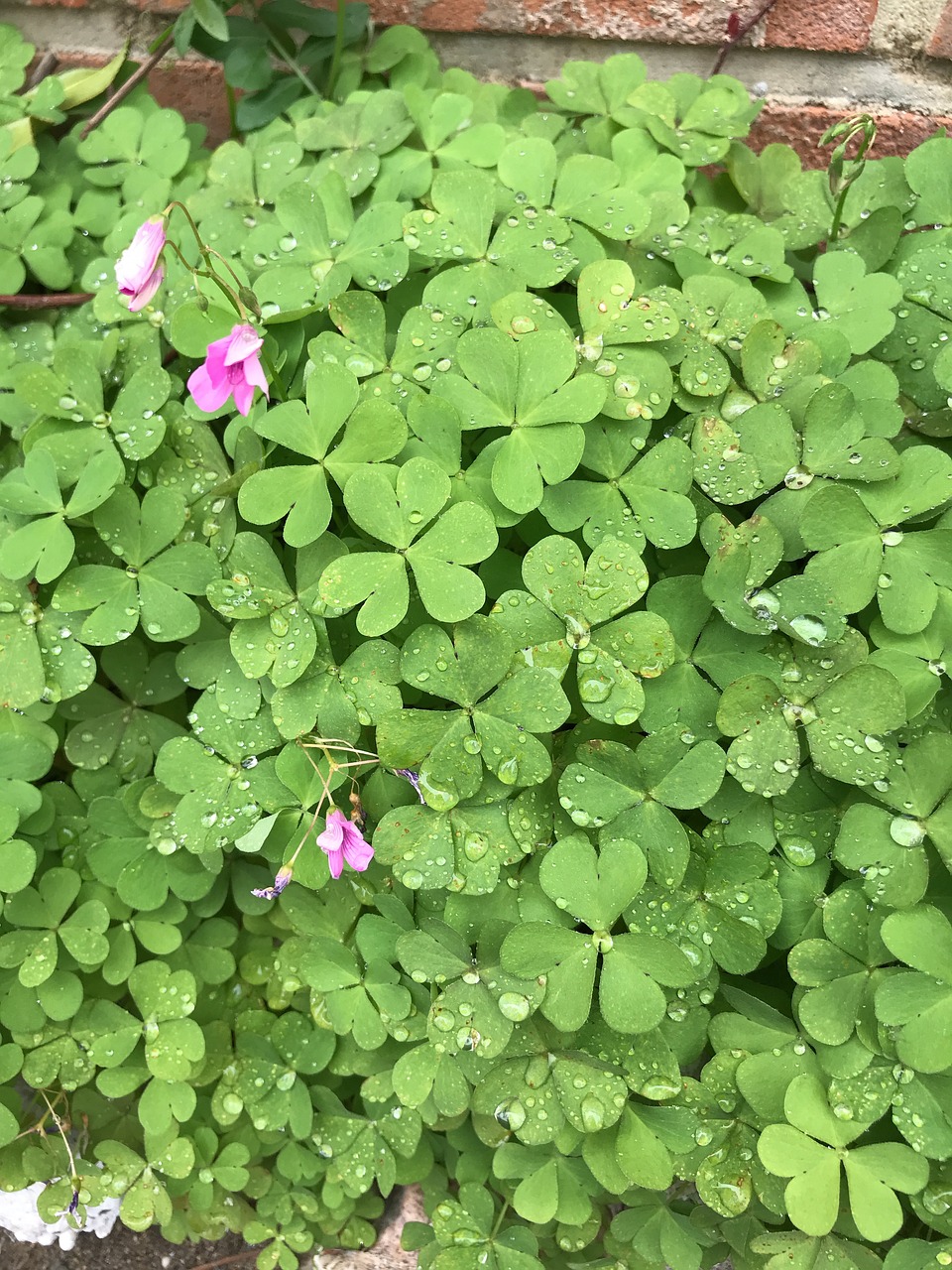 Clover Nature Free Photo On Pixabay Pixabay 8525