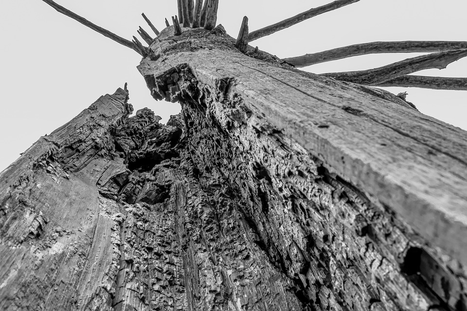 Arbre Aboyer Tribu - Photo gratuite sur Pixabay - Pixabay