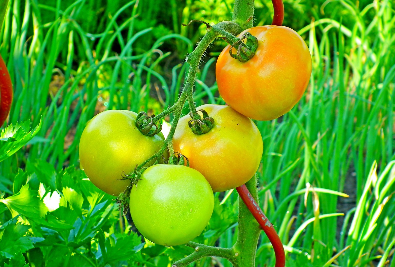 Tomatoes Vegetables Health - Free photo on Pixabay - Pixabay