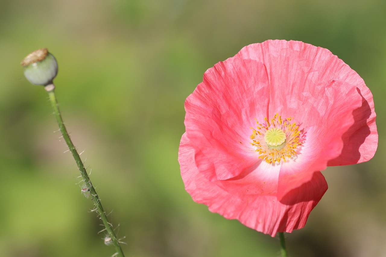 Fleur Coquelicot Pétales - Photo gratuite sur Pixabay - Pixabay