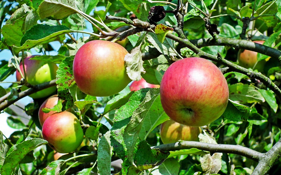 Manzanas Fruta Comida - Foto gratis en Pixabay - Pixabay