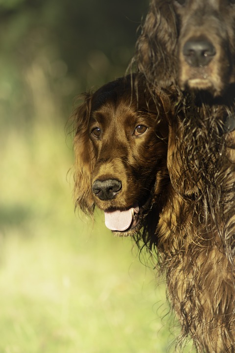 Dog Irish Red Setter - Free photo on Pixabay - Pixabay