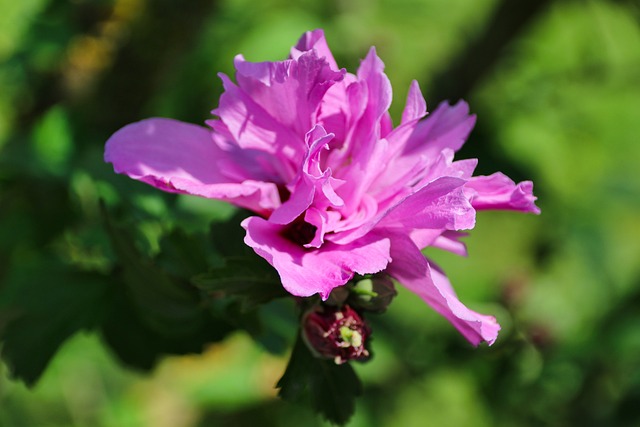 Página 2 - Más de 500 000 imágenes gratis de Flores Hibiscus y ...