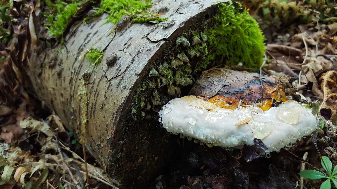 Fungus Fungi Mushroom - Free photo on Pixabay - Pixabay