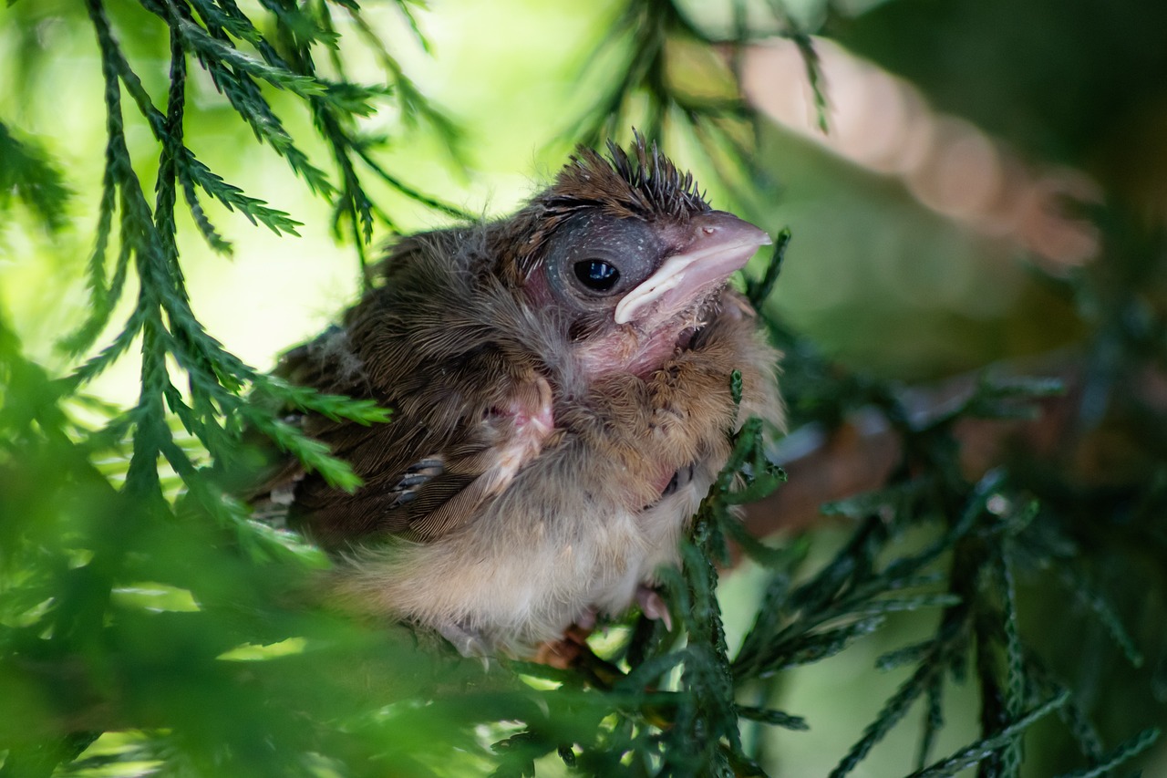 800+ Free Cardinals & Nature Images - Pixabay