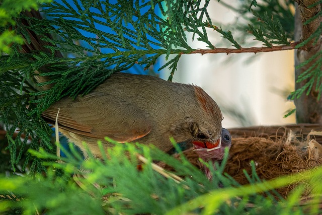 Rotkardinal Kardinal Cardinalis - Kostenloses Foto auf Pixabay