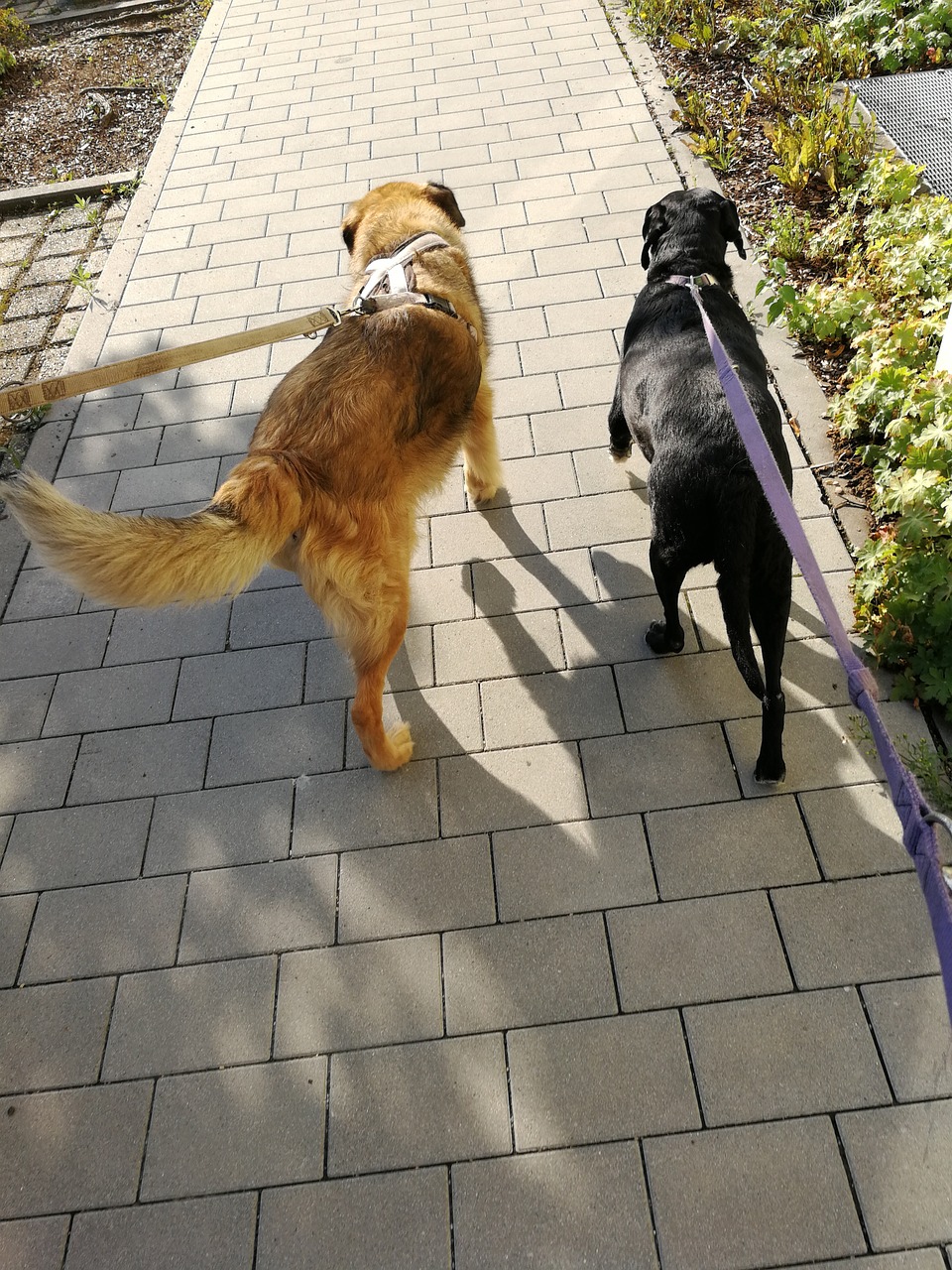 Dogs Go For A Walk Nature - Free photo on Pixabay