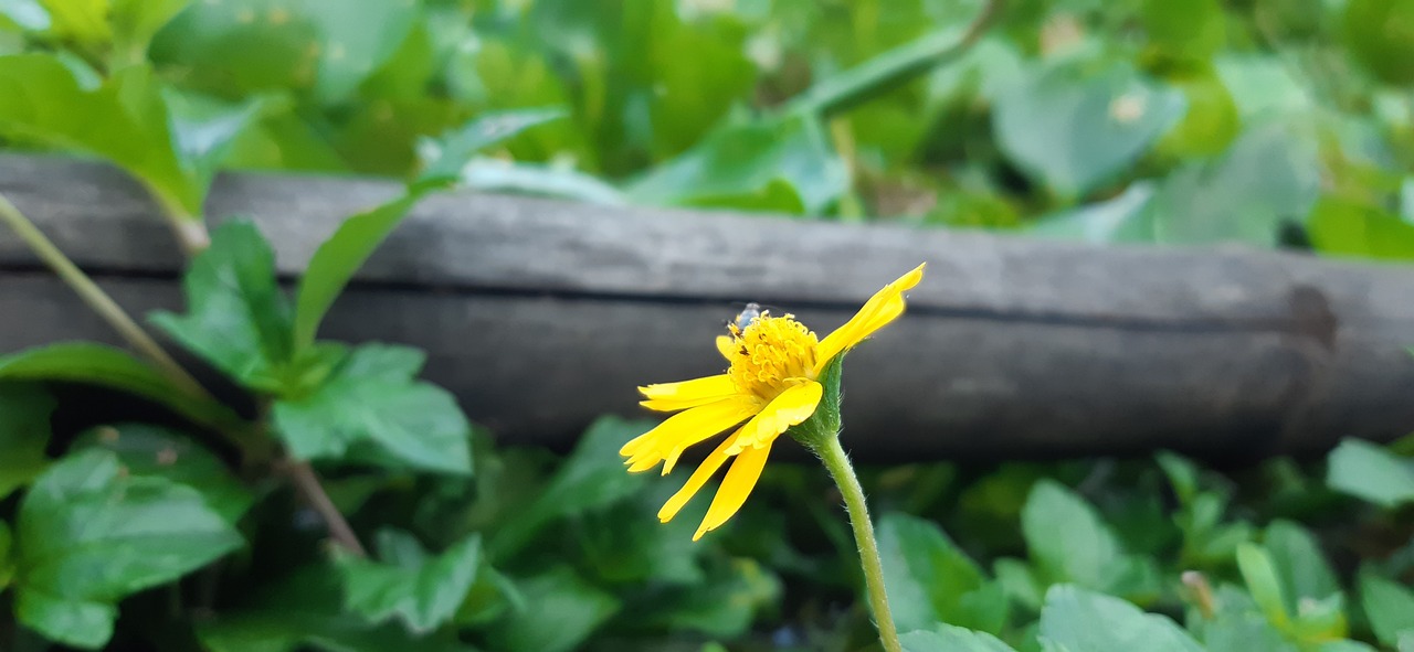 Sunflower Unknownflower - Free photo on Pixabay - Pixabay