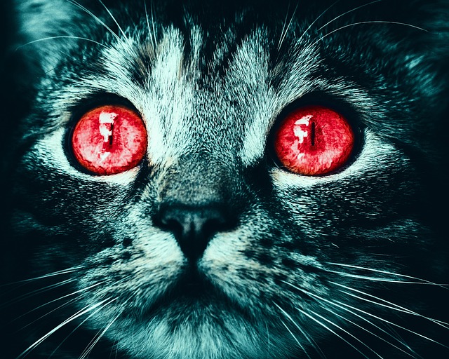 Kucing Imut Mata Merah Anak - Foto gratis di Pixabay - Pixabay