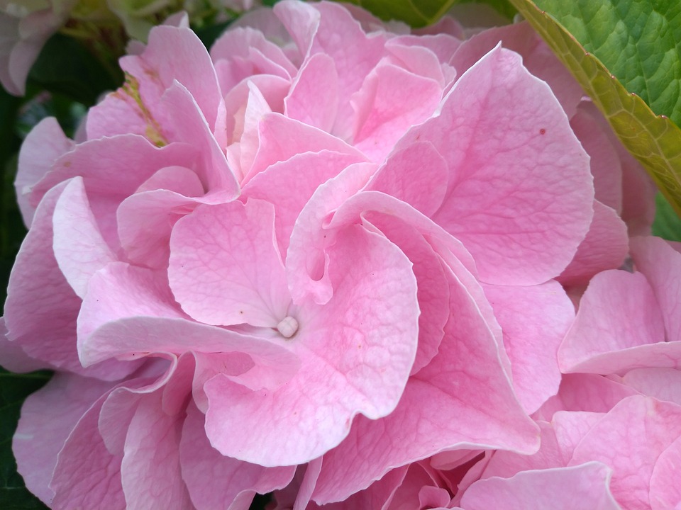 Flower Hydrangea Garden Petals - Free photo on Pixabay - Pixabay