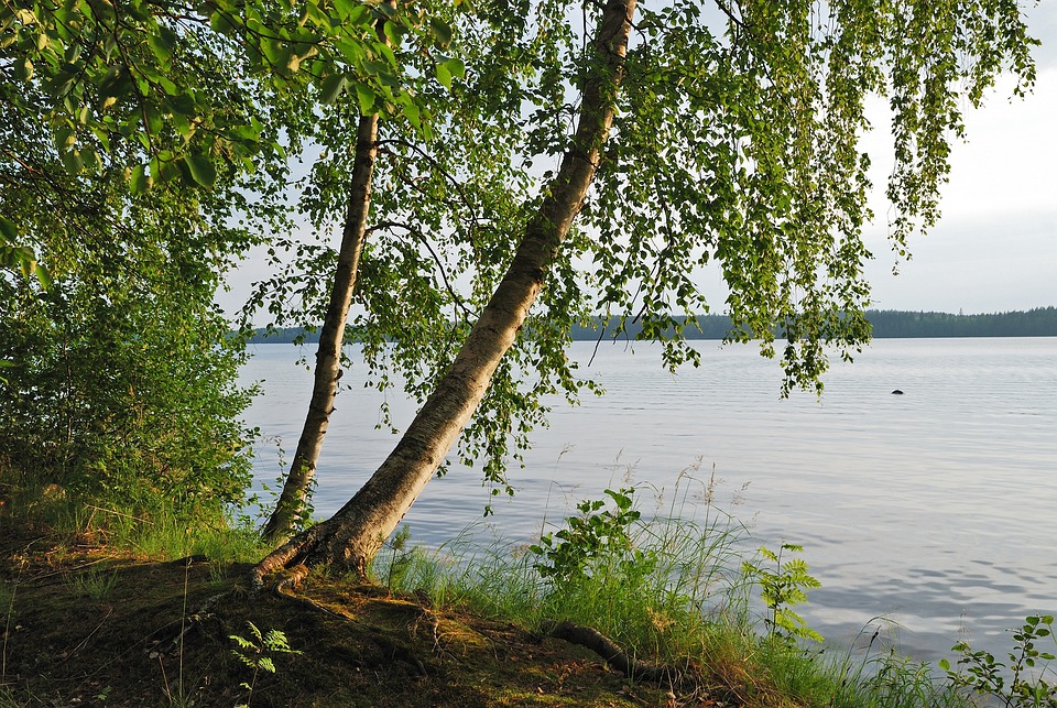 Lake Tree Leaves - Free photo on Pixabay