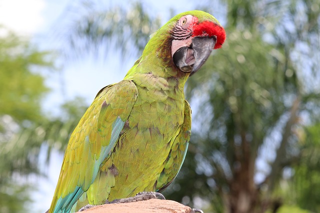 Parrot Bird Beak - Free photo on Pixabay - Pixabay