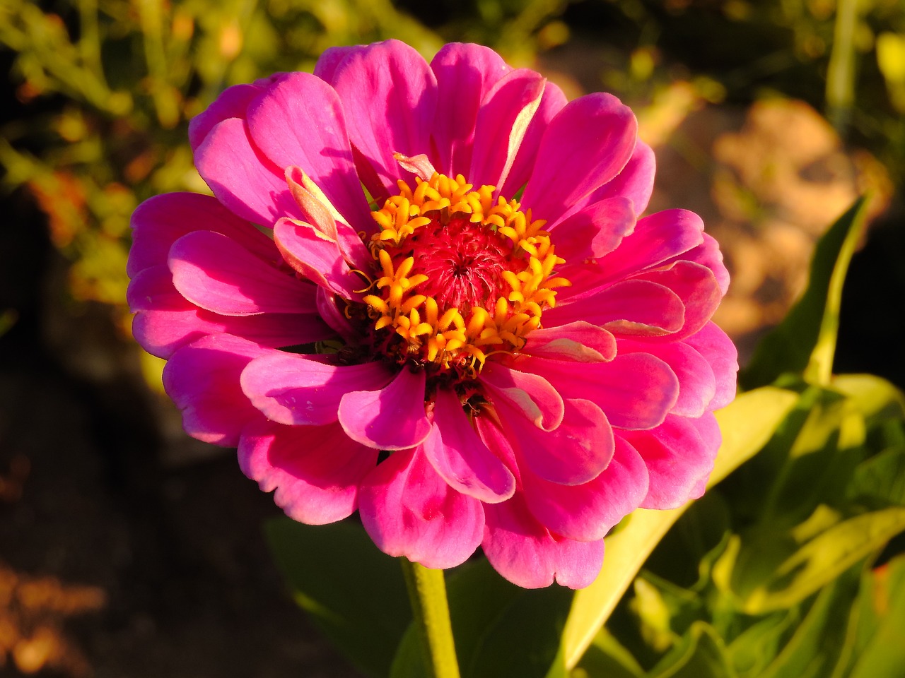 Zinnia Flor Florecer - Foto gratis en Pixabay - Pixabay