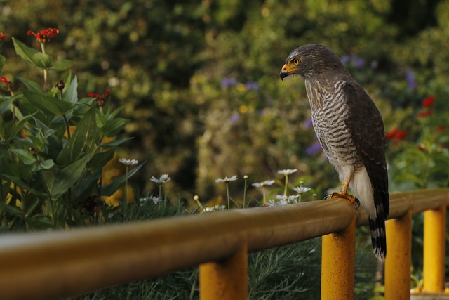Pájaro Ave De Rapiña Diversidad - Foto gratis en Pixabay