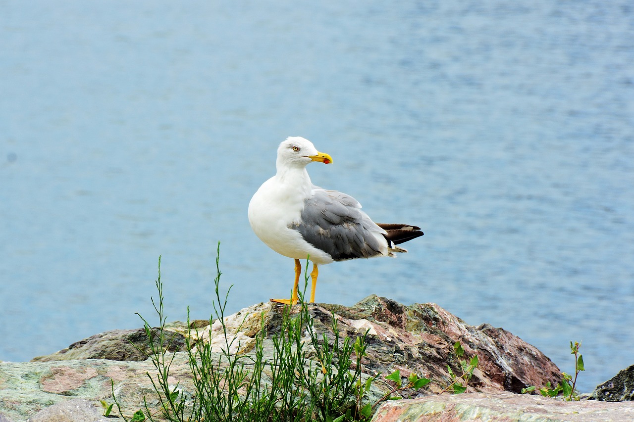 Seagull Marine Bird - Free photo on Pixabay
