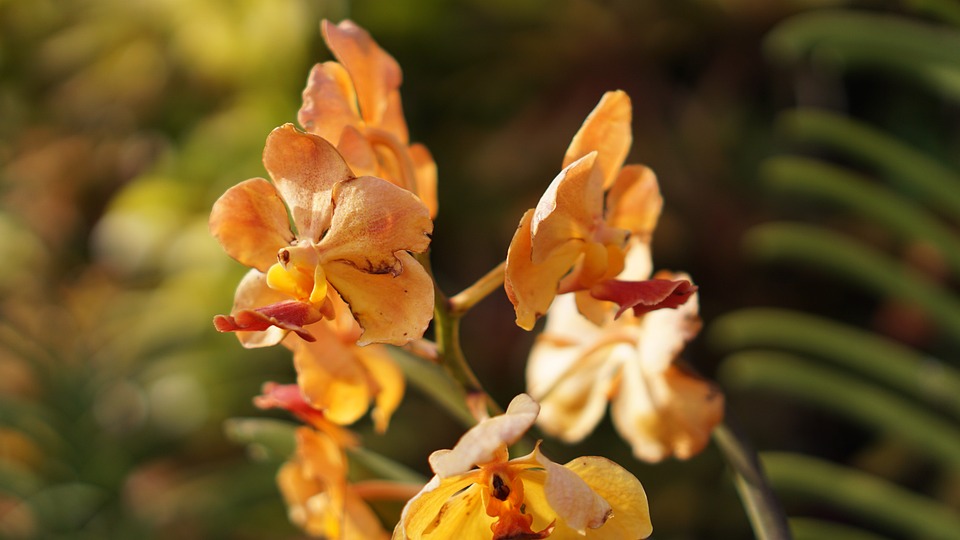 Orchidee Blumen Pflanze - Kostenloses Foto auf Pixabay - Pixabay