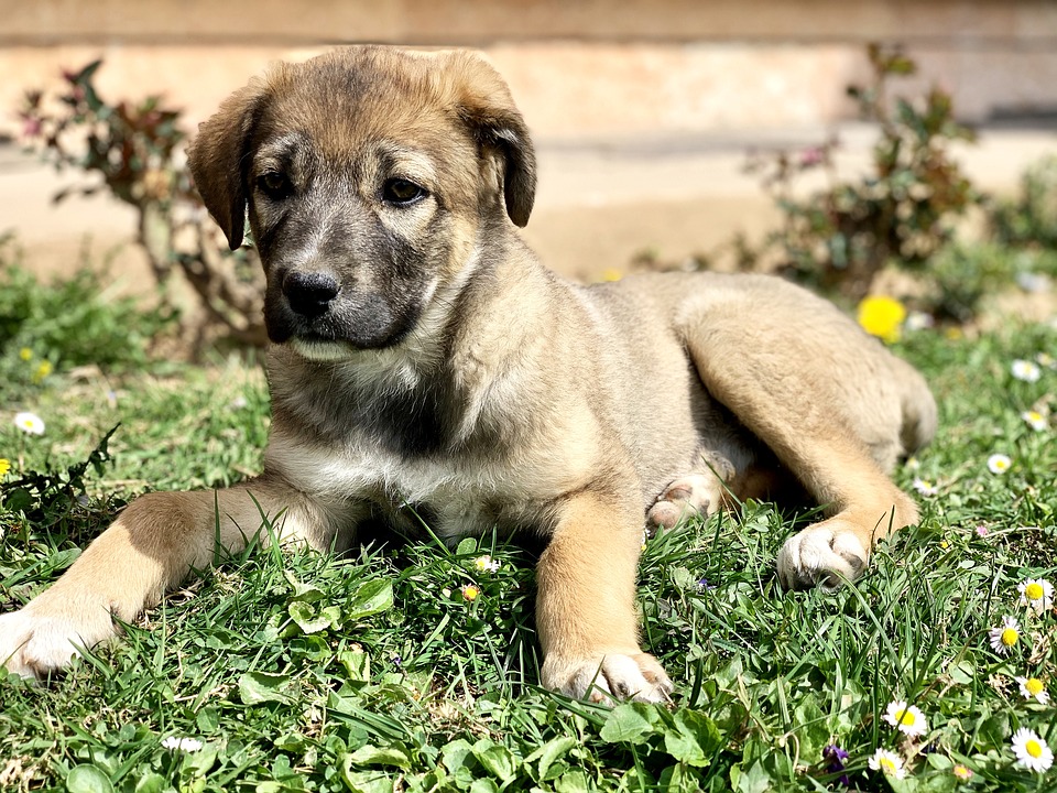 Dog Green Puppy - Free photo on Pixabay - Pixabay