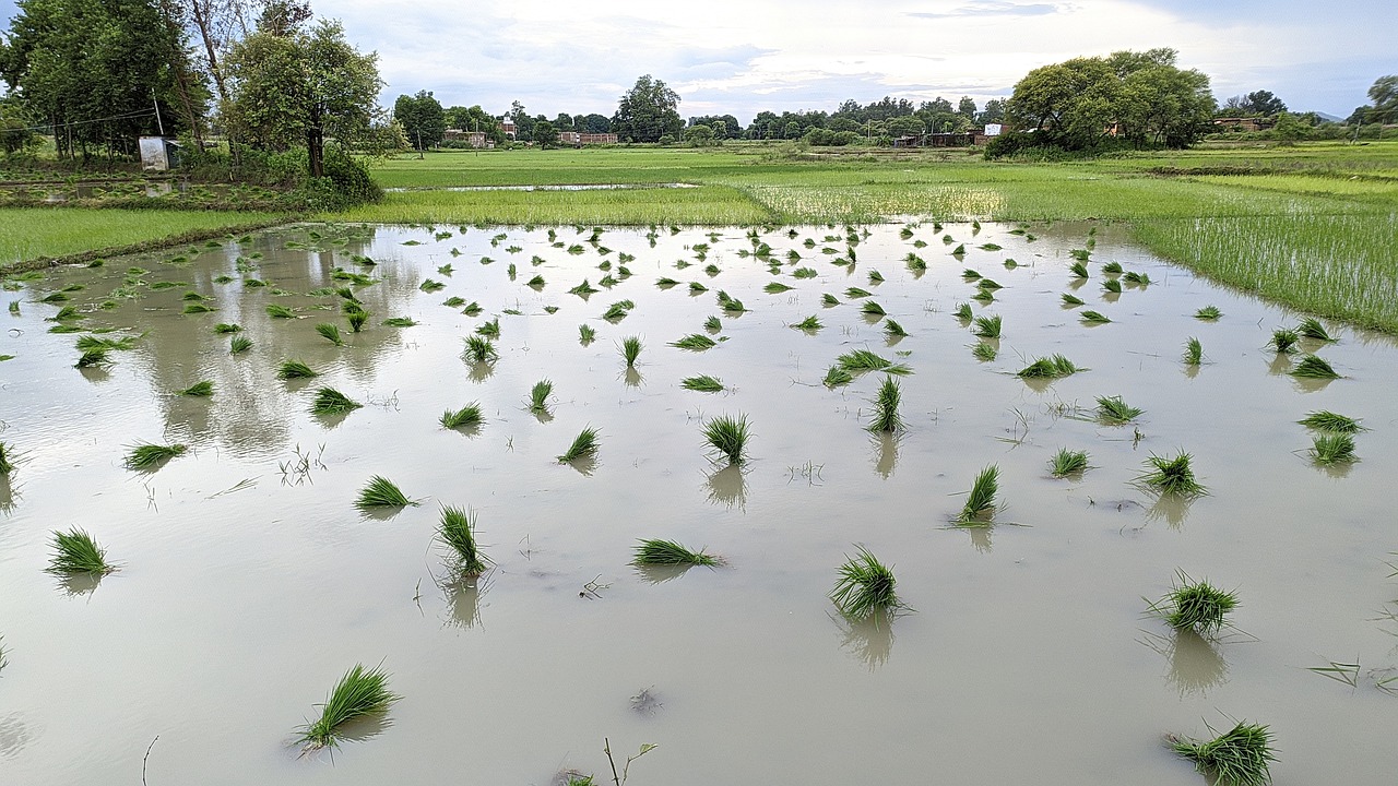 Paddy Field Grass - Free photo on Pixabay - Pixabay