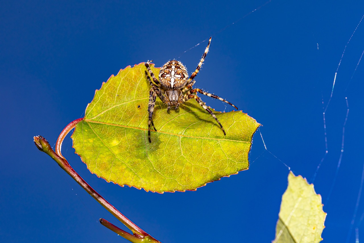 Eastern Garden Spider