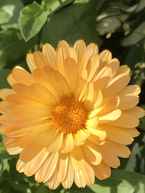Flower Yellow Summer - Free photo on Pixabay - Pixabay