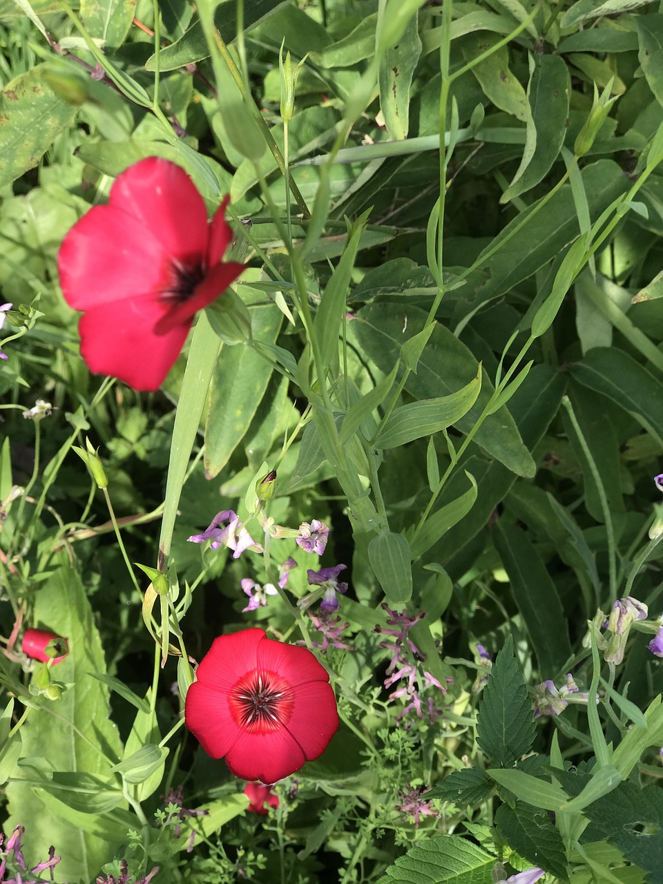 Flowers Red Nature - Free photo on Pixabay - Pixabay