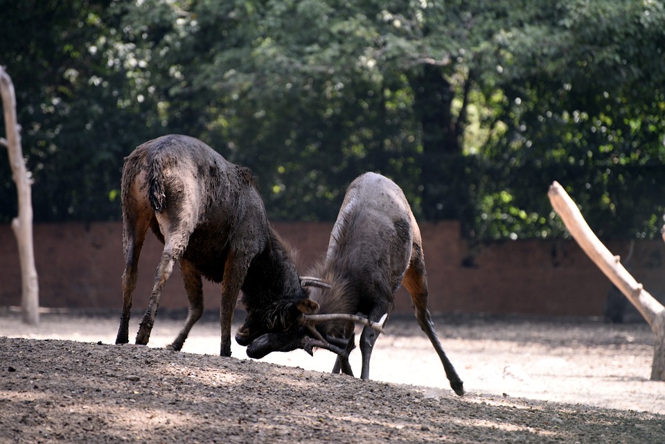 Zoo Indien Tier - Kostenloses Foto auf Pixabay - Pixabay