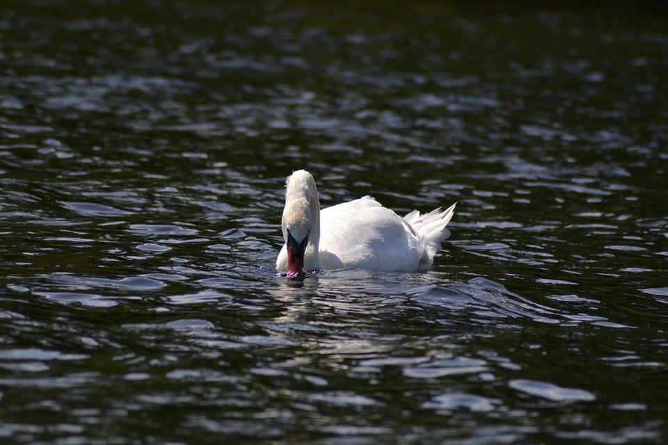 Swan Bird Lake - Free photo on Pixabay - Pixabay