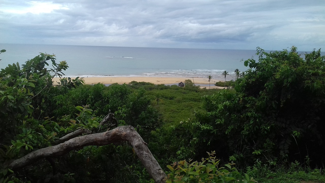 Oceano Mar Floresta - Foto gratuita no Pixabay - Pixabay