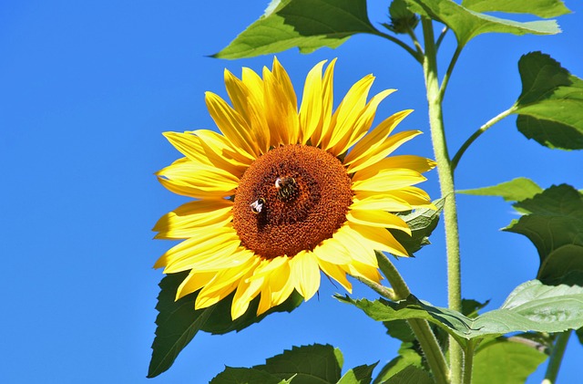 Tournesol Fleurs Pétales Les - Photo gratuite sur Pixabay - Pixabay