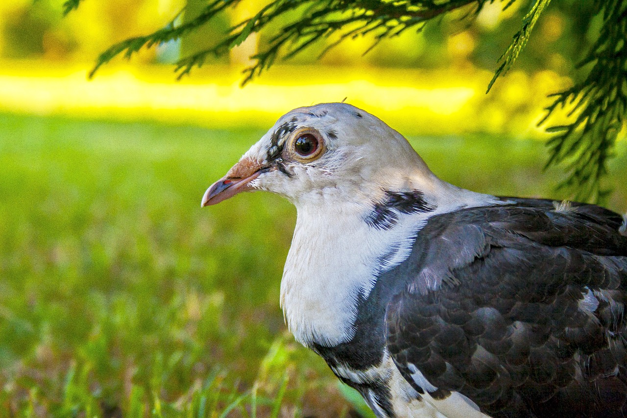 Oiseau Colombe Le Bec - Photo gratuite sur Pixabay - Pixabay