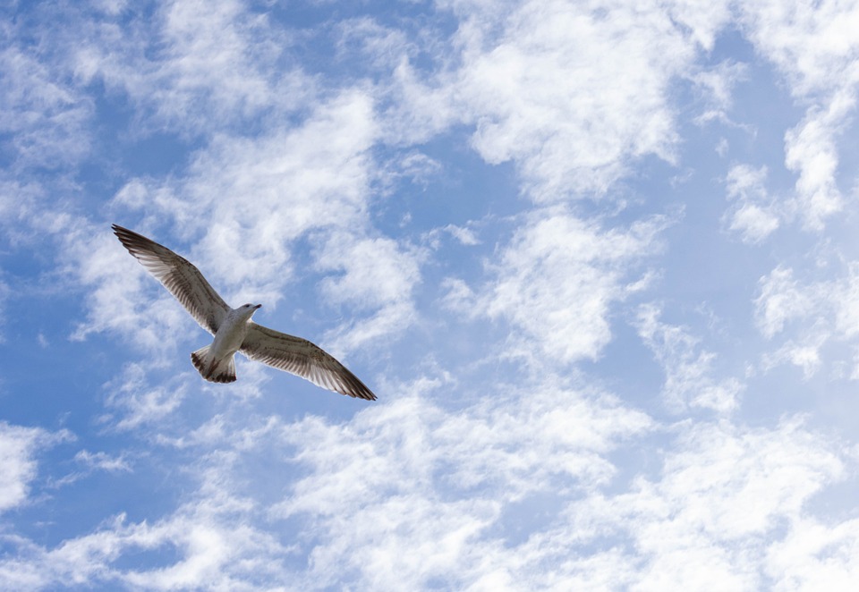 Air Animal Contexte - Photo gratuite sur Pixabay - Pixabay