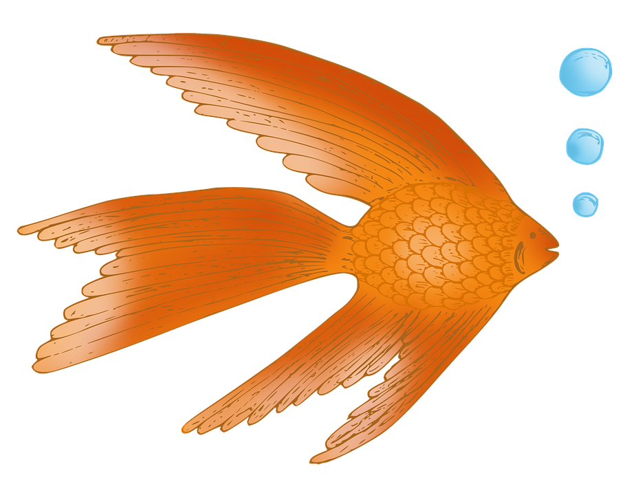 Pez Oro De Colores - Imagen gratis en Pixabay - Pixabay
