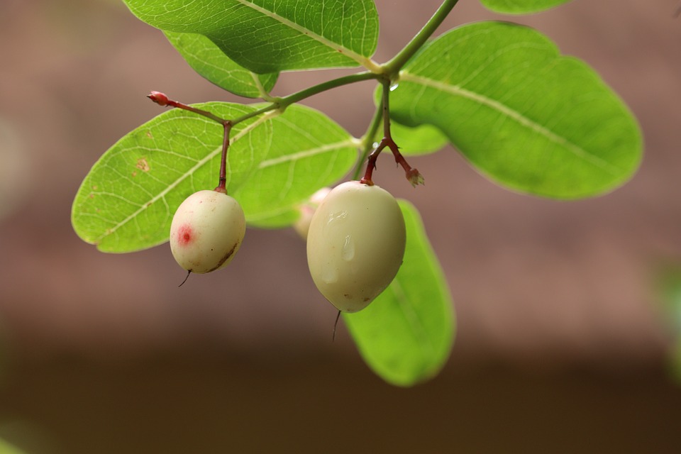 Fruit Cherry Kerala - Free photo on Pixabay