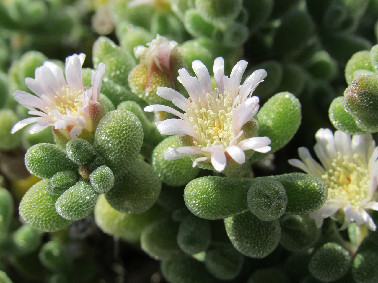 Succulent Plant Nature - Free photo on Pixabay - Pixabay