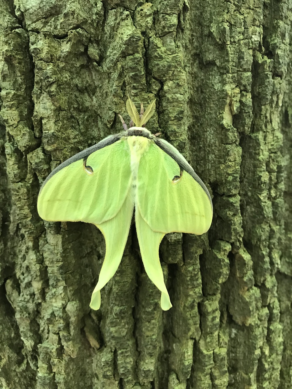 Luna Moth Nature - Free photo on Pixabay