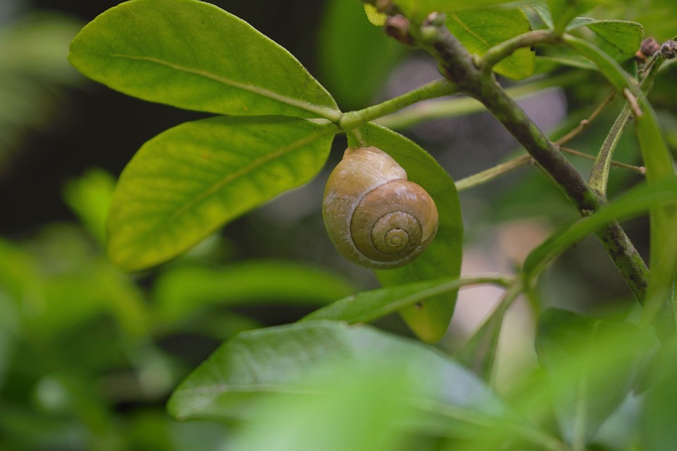 Snail Leaves Nature - Free photo on Pixabay - Pixabay
