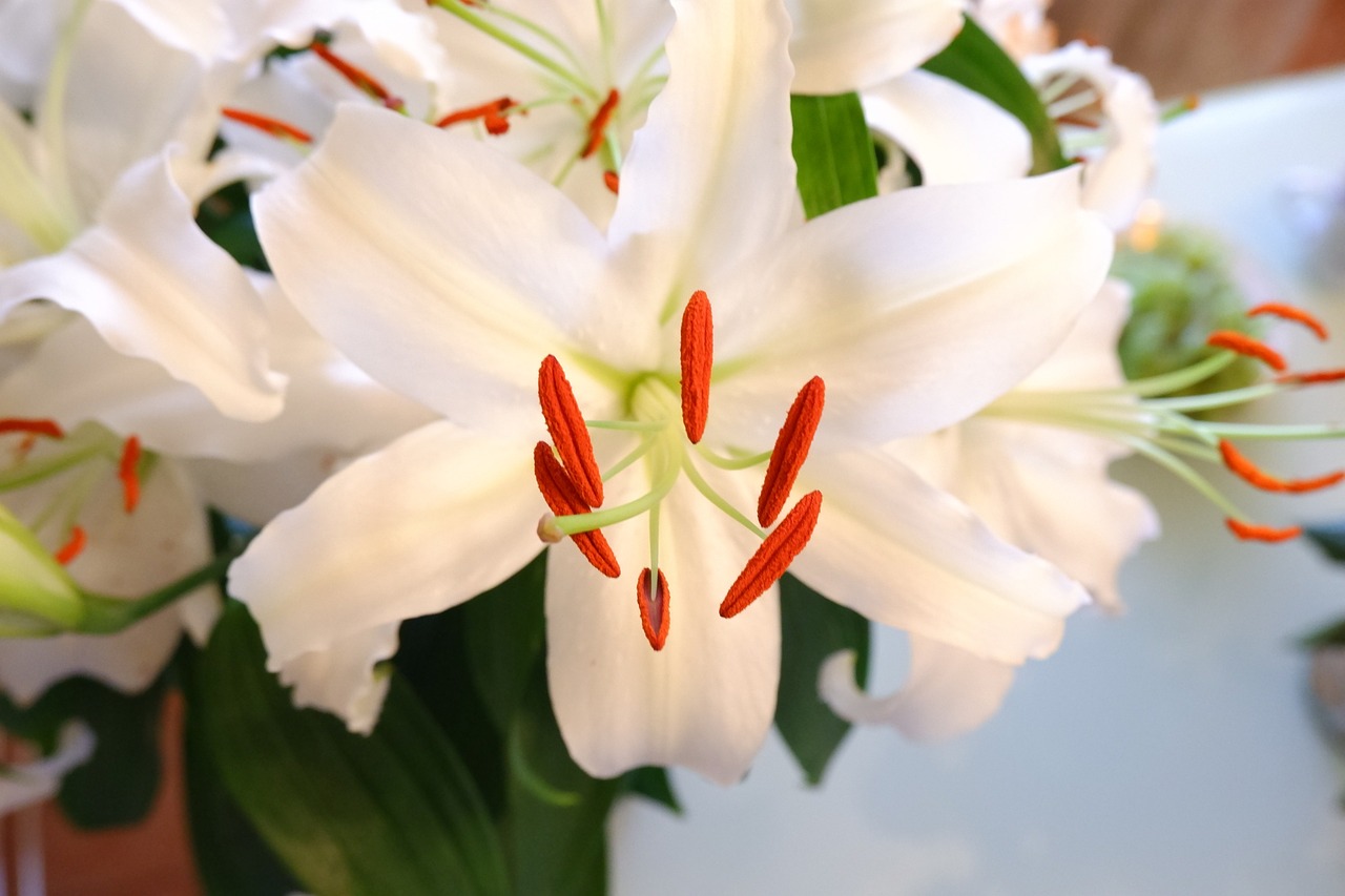 Flower Petals Lily - Free photo on Pixabay