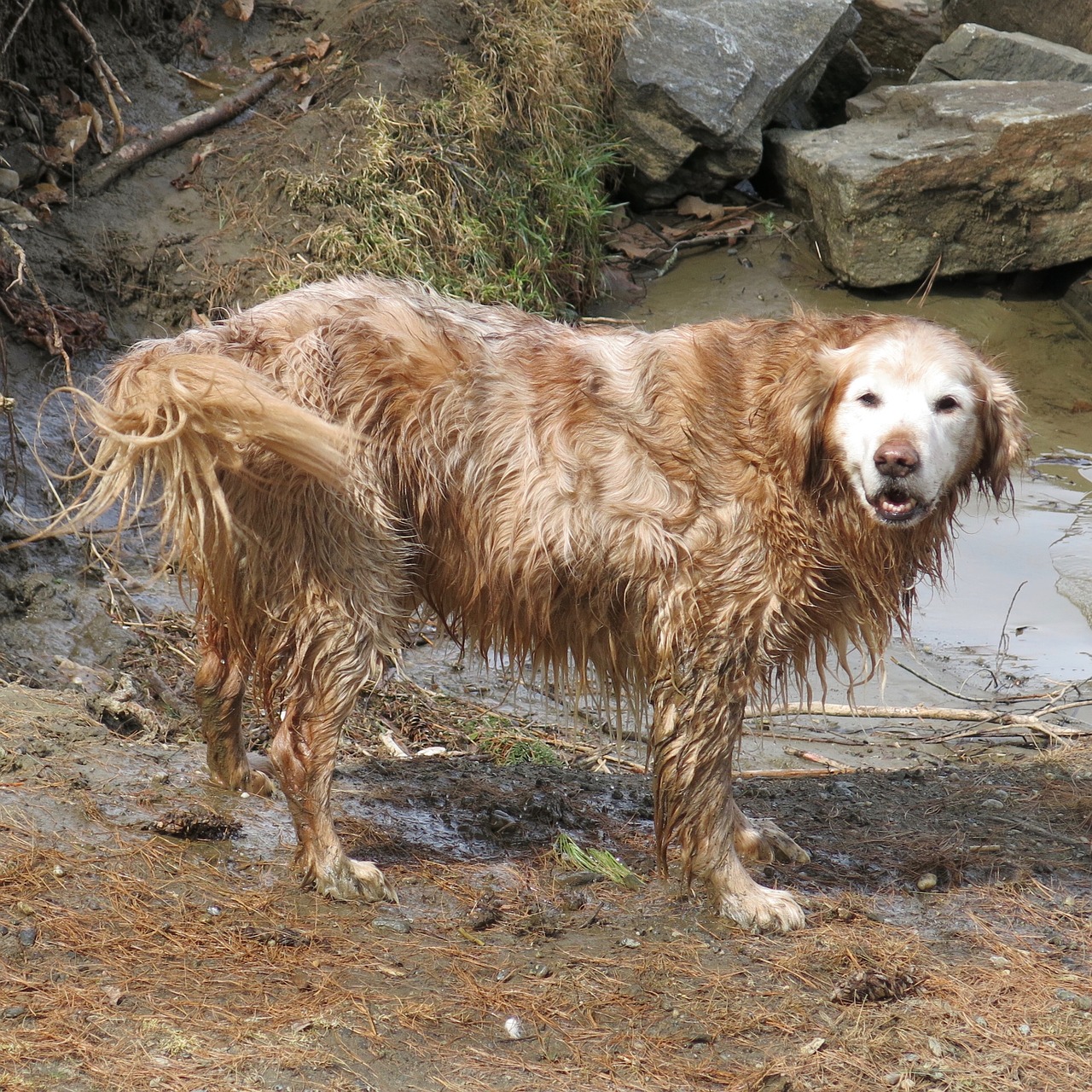 Wet Dog Old - Free photo on Pixabay - Pixabay