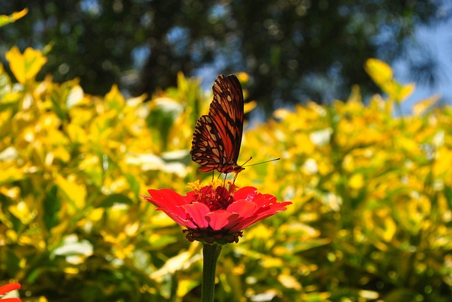 300,000+ Free Wallpaper Mariposas & Nature Images - Pixabay