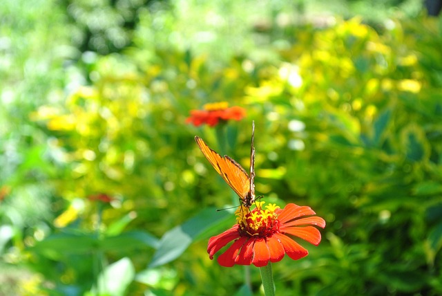 70+ Free Mariposa & Nature Images - Pixabay