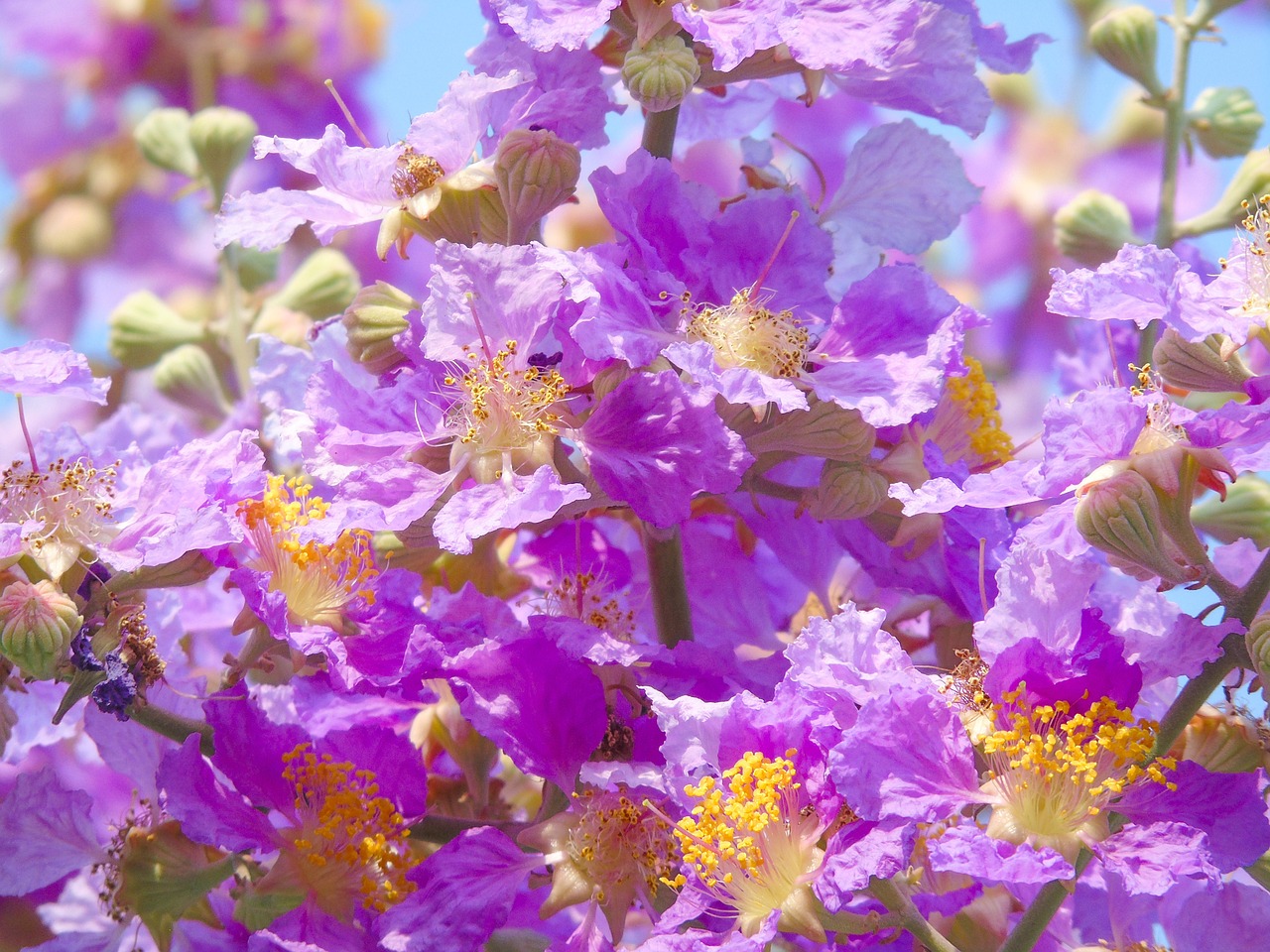 花朵 花瓣 植物 - Pixabay上的免费照片 - Pixabay