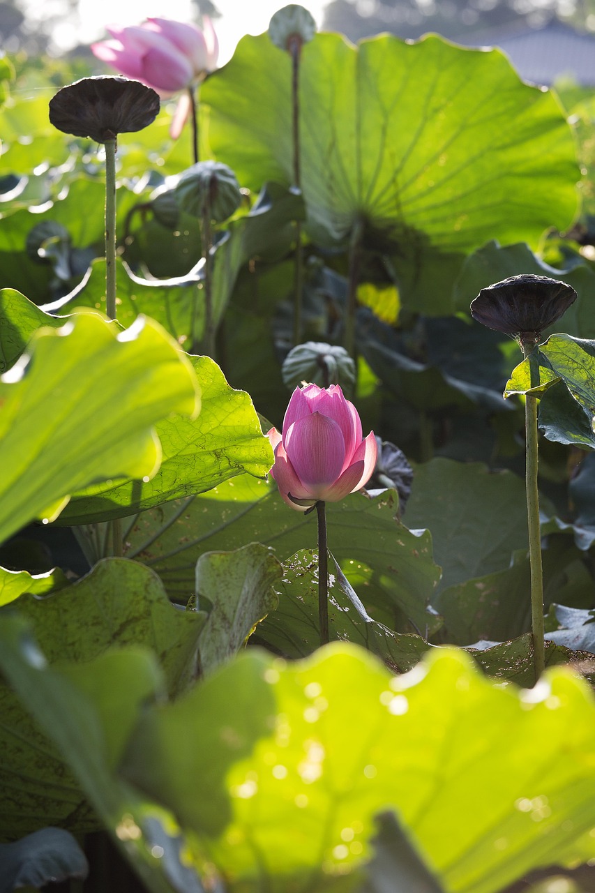 Fresh Flowers Lotus Petal - Free photo on Pixabay - Pixabay