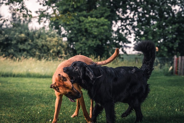 Anjing Gigi Taring Hewan - Foto gratis di Pixabay - Pixabay