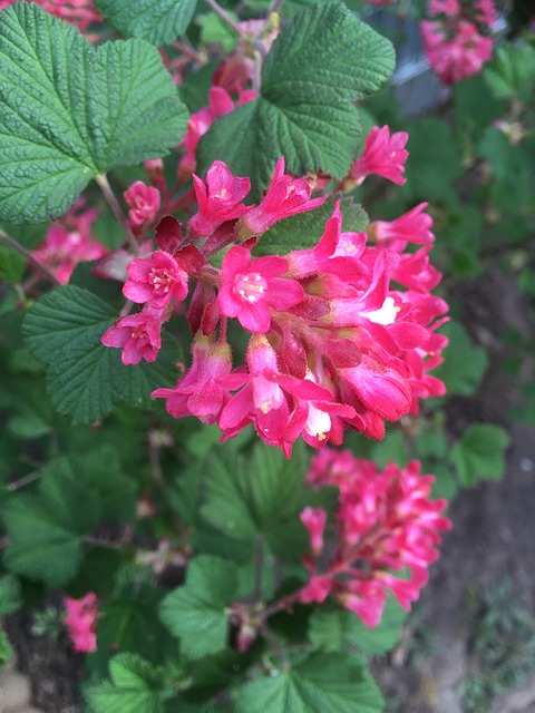 Pink Flower Shrub - Free photo on Pixabay - Pixabay