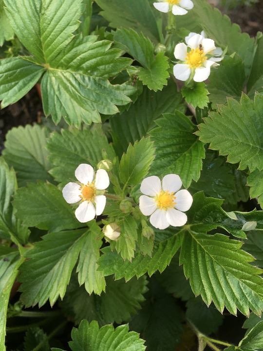 Strawberry Blossom Bloom - Free photo on Pixabay - Pixabay