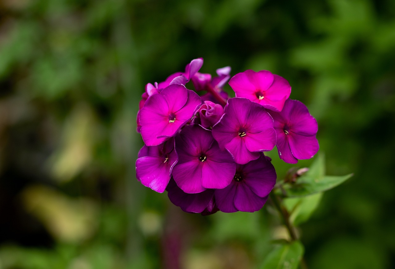 Phlox Paniculata Nicky Blomster - Gratis foto på Pixabay